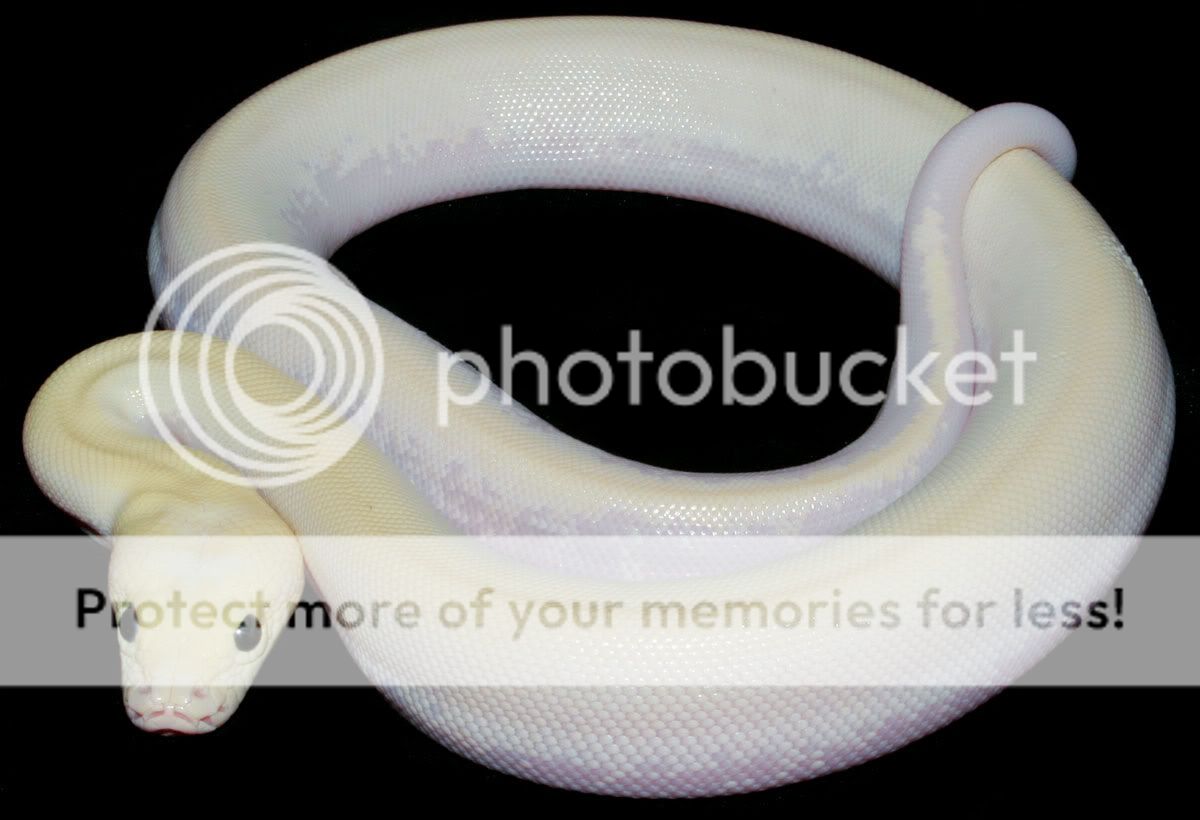 Ivory Burmese python | Reptile Forums