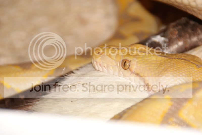 2009 female caramel albino retic update | Reptile Forums