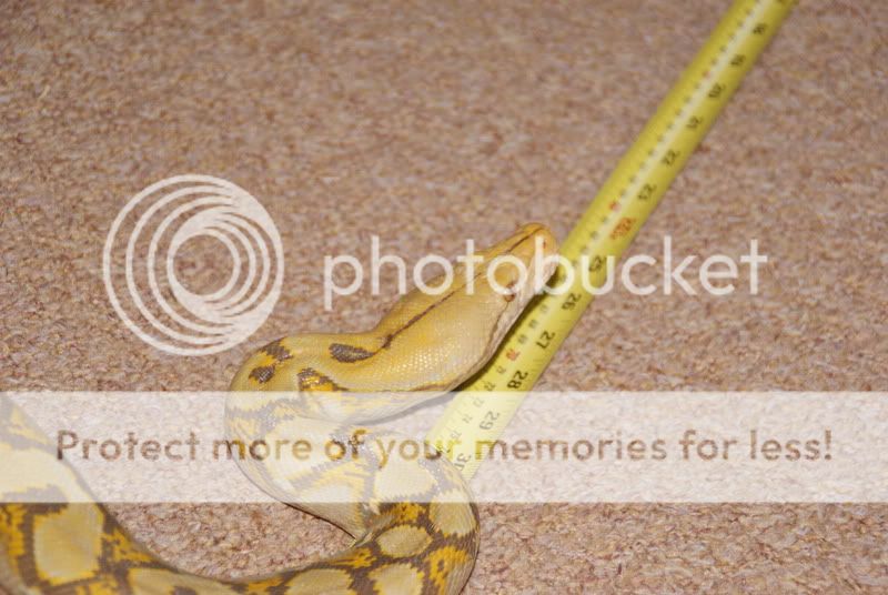 Retic size so far pix | Reptile Forums