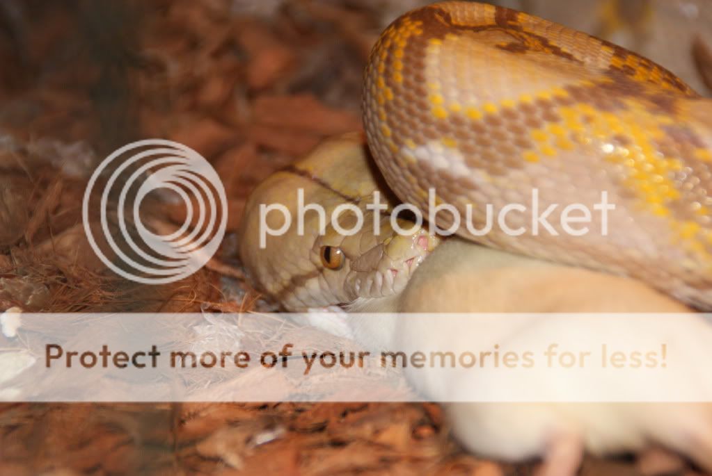 The Reticulated Python Thread | Page 238 | Reptile Forums