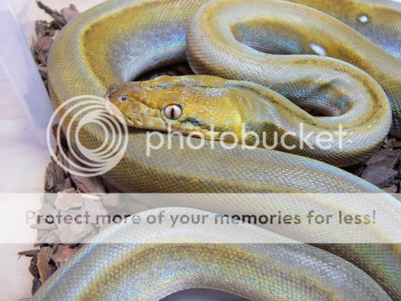 male titanium and female tiger titanium retic | Reptile Forums