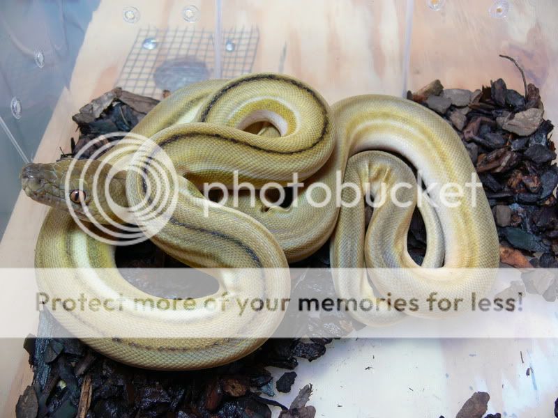 male titanium and female tiger titanium retic | Reptile Forums