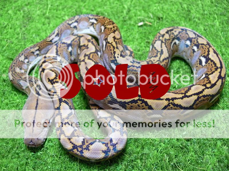 Dwarf Retic morphs | Reptile Forums
