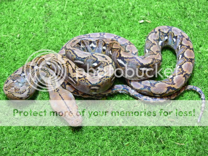 Dwarf Retic morphs | Reptile Forums