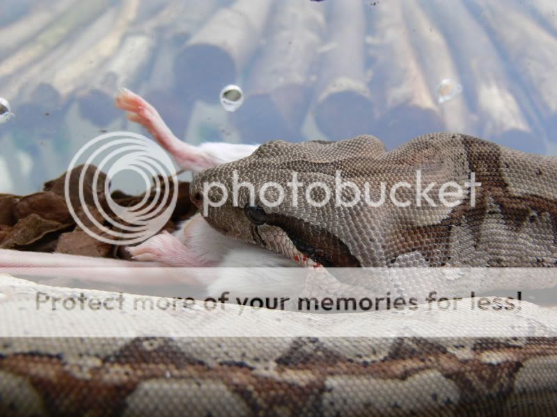 snake feeding pix | Reptile Forums