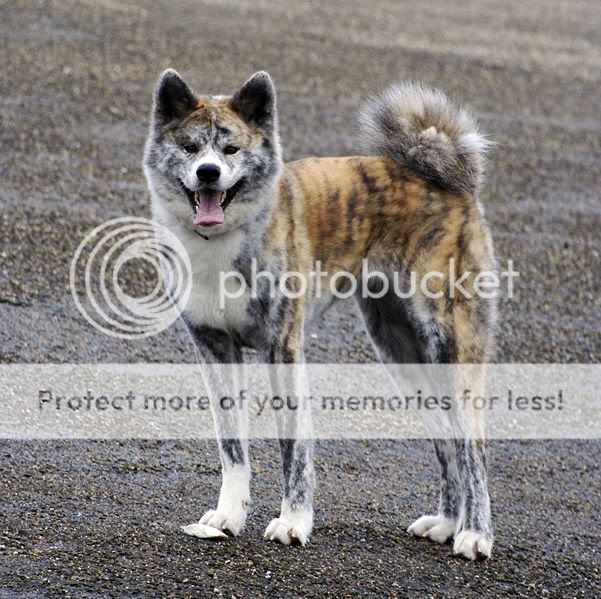 View topic - Alaskan Dream [Sled Dog RP ~ New,Needs Members] - Chicken ...